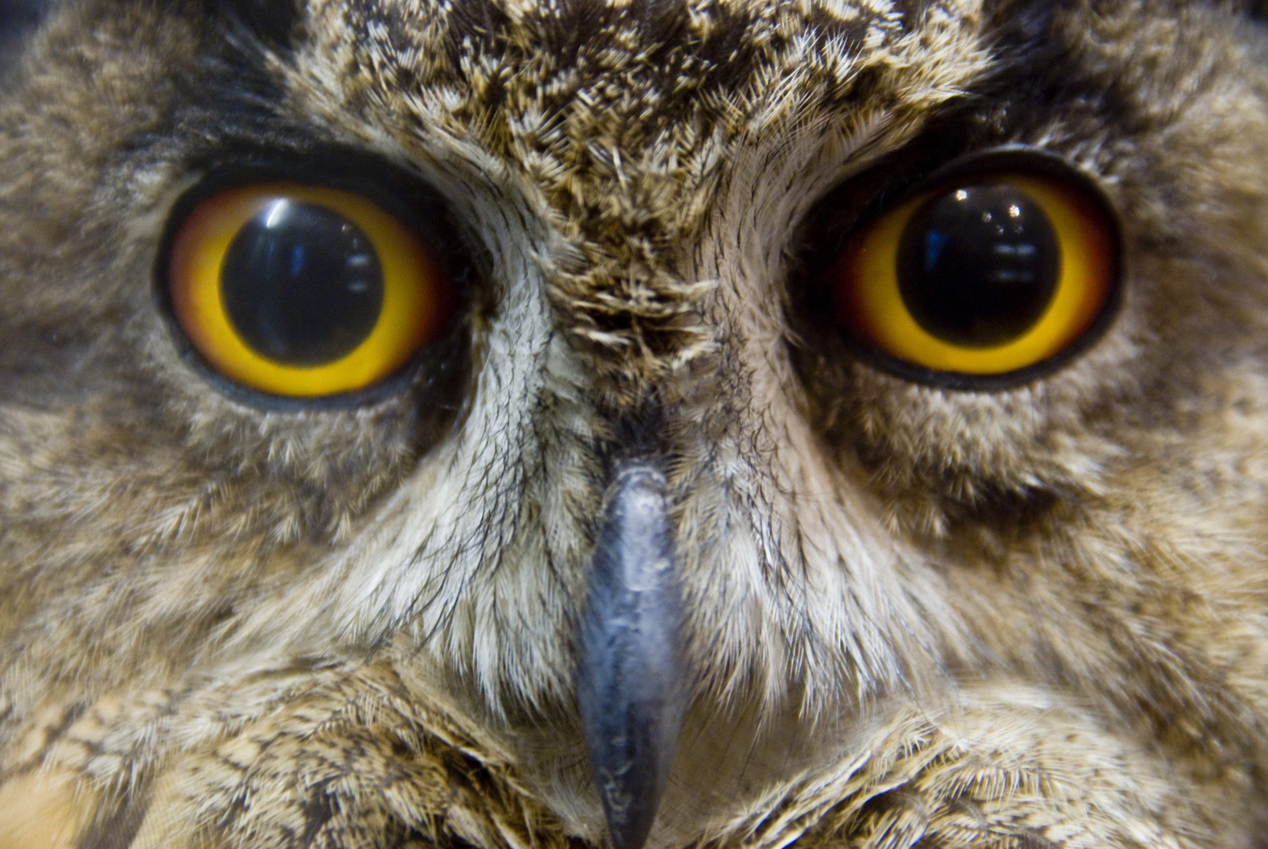 Temple University’s list of “Organizations We Love” (OWL) includes STEM ...